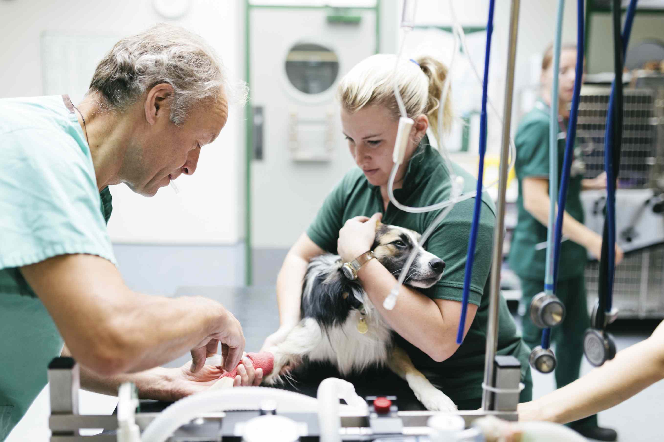 The British Veterinary Nursing Association LTD